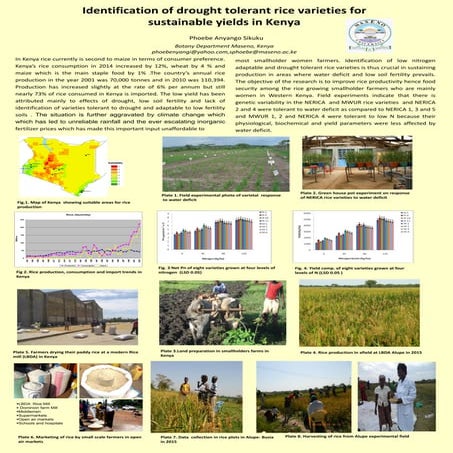 Identification of drought tolerant rice varieties for sustainable ...