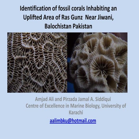 Identification of fossil corals amjad | PPTX
