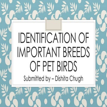 Identification of important breeds of pet birds.pptx
