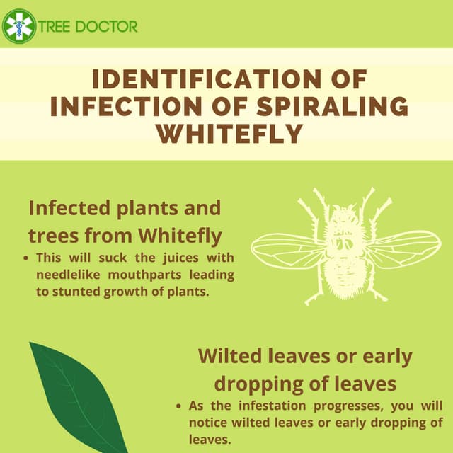 Identification of Infection of Spiraling Whitefly.pdf