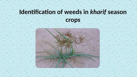 Classification of weeds | DOCX