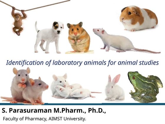 Antidiabetic drugs | PPTX | Diabetes | Diseases and Conditions