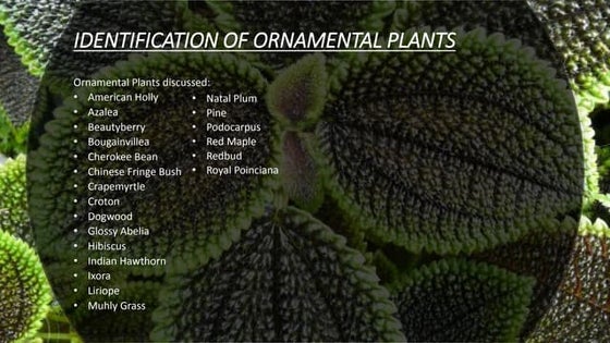 Presentation on Silvan Features of Lebbeck or Lebbek tree or Siris tree ...