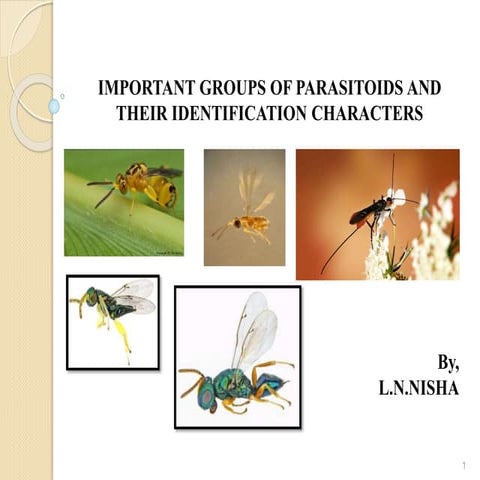 Identification of parasitoids ppt- ENTOMOLOGY | PPTX