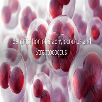 Identification of Staphylococcus and Streptococcus (1).pdf