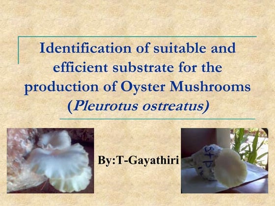 Oyster | PPTX | Nutrition | Healthy Living
