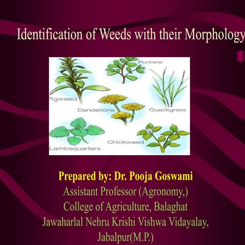 Classification of weeds | DOCX