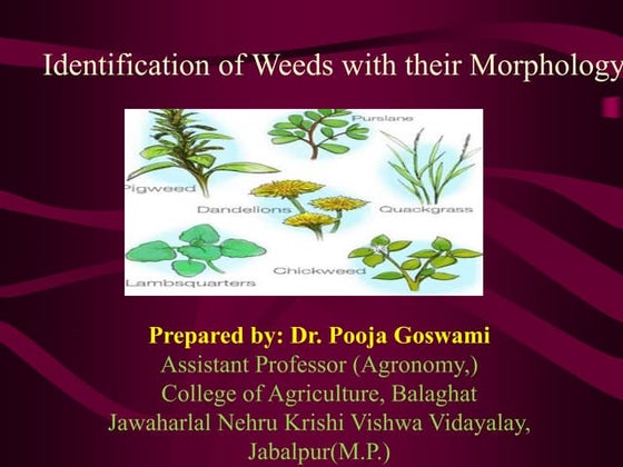 Methods of weed control | DOCX