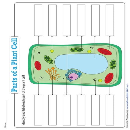 identify-plant-cell (1).pdf