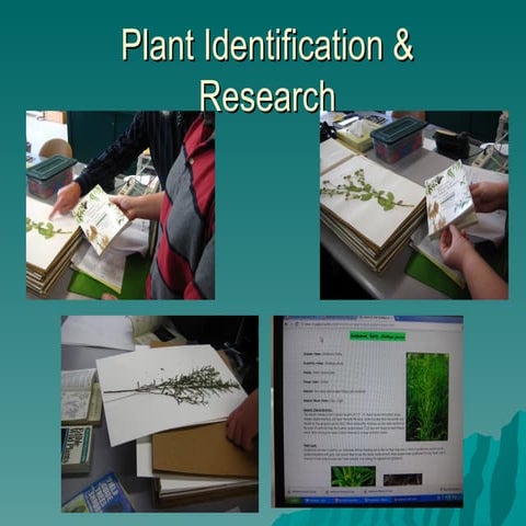 Plant Identification & Research | PPT