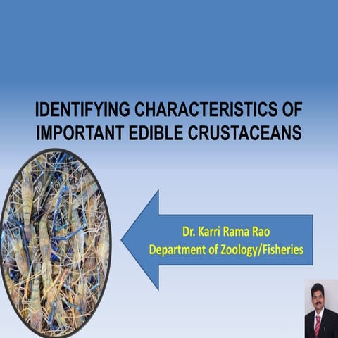 IDENTIFYING CHARACTERISTICS OF IMPORTANT EDIBLE CRUSTACEANS.pptx