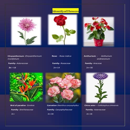 Identify of flowers -----table | DOCX