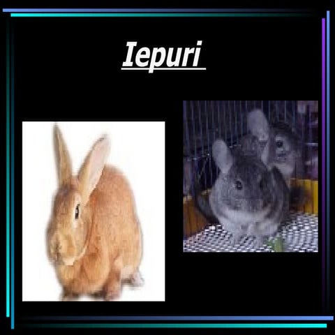 Iepuri | PPT