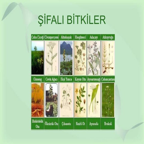 şIfalı bitkiler ders 2 | PPTX
