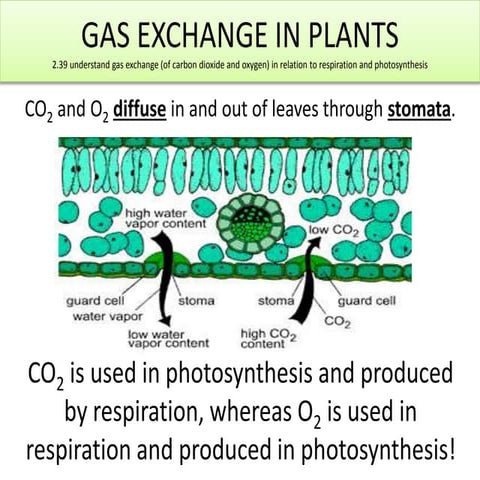 Gases Exchange in Plants | PPTX
