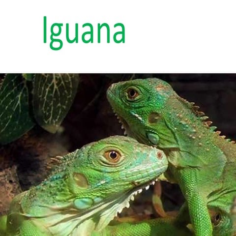 Iguana. | PPTX