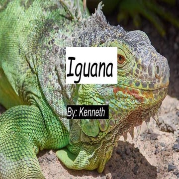 Iguana | PPTX