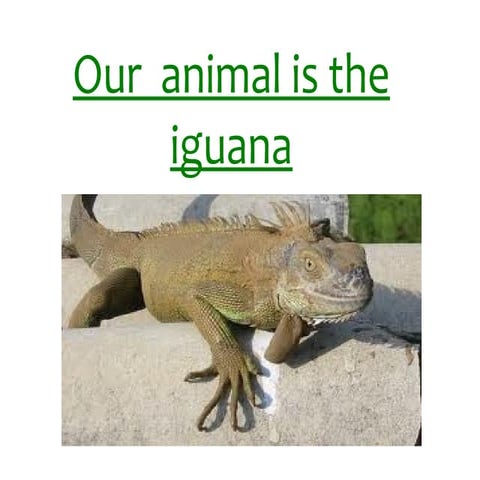 Iguana joel and oriol | ODP