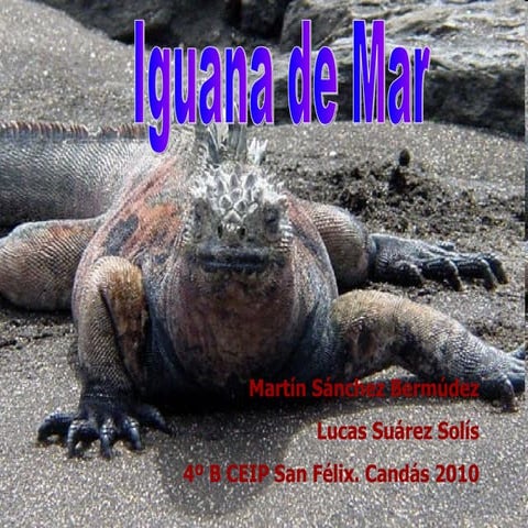 Iguana Marina | PPT