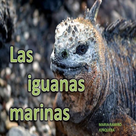 Iguana Marina | PPT
