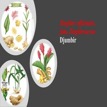 Ii biljke djumbir av food | PPTX