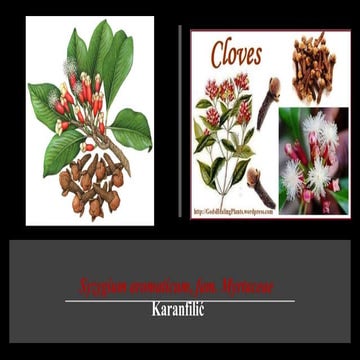 Clove is a versatile spice and medicine | PDF