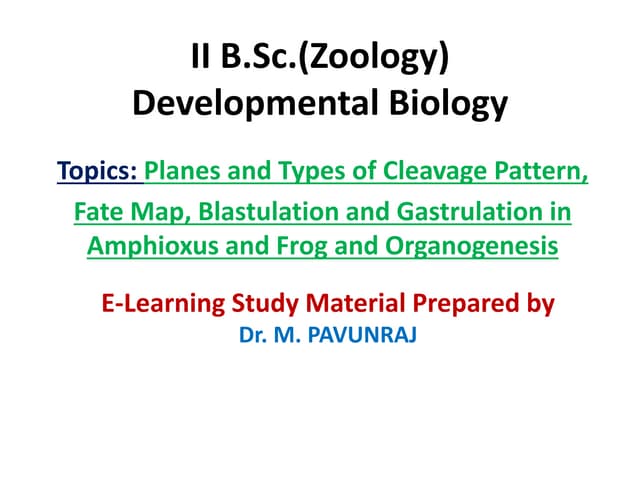 Developmental Specification & Differentiation | PDF