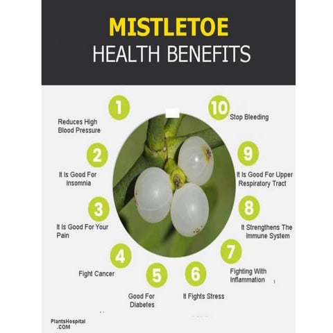 Can Mistletoe Help Treat Cancer? | PPTX