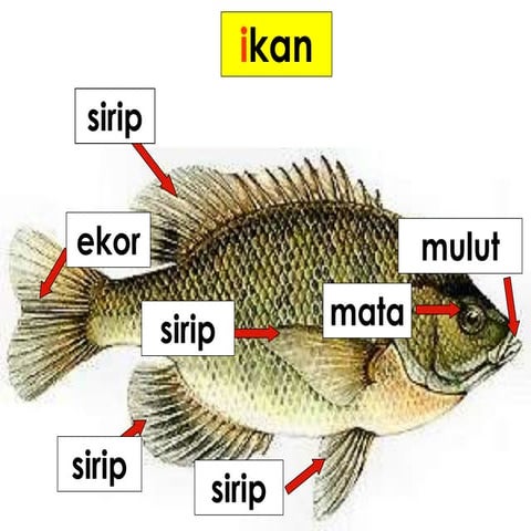 Ikan | PPT