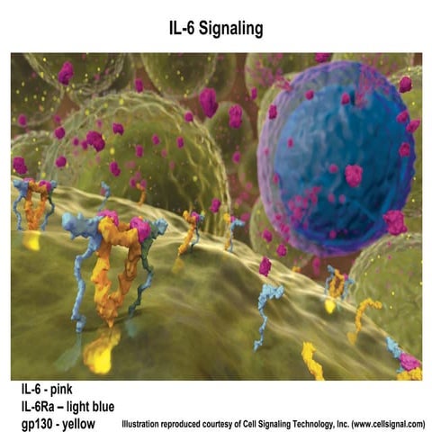 Il 6signaling-cell signaling | PPT