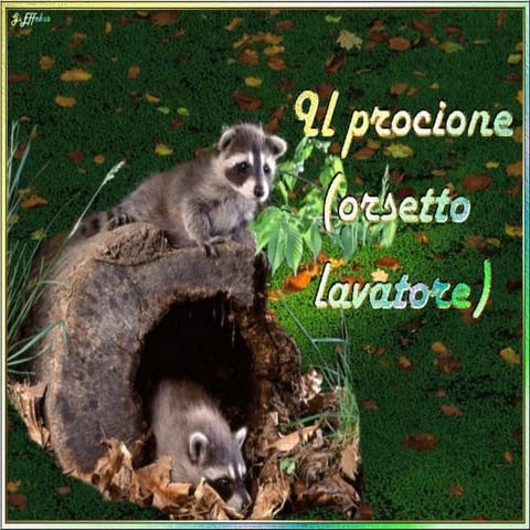 Il Procione (Orsetto Lavatore) Mini Documentario B | PPS