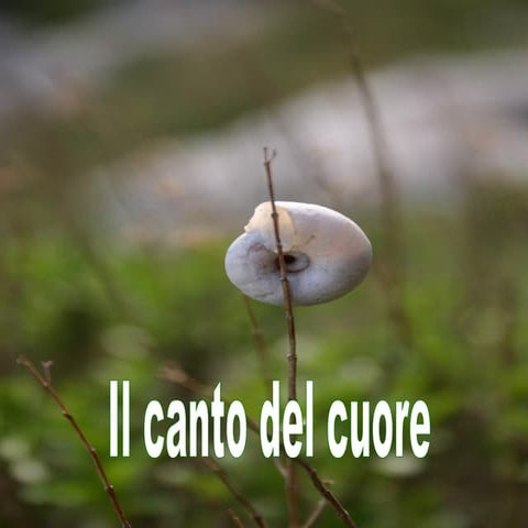 Il Canto Del Cuore | PPS