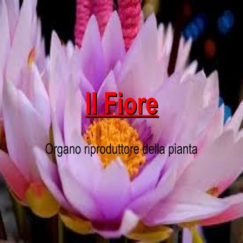 Il fiore | PPT
