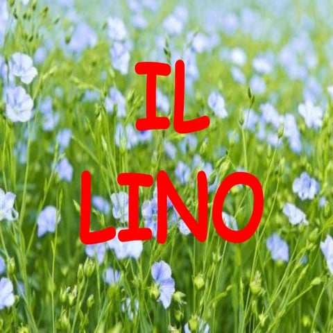 Il Lino | PPTX
