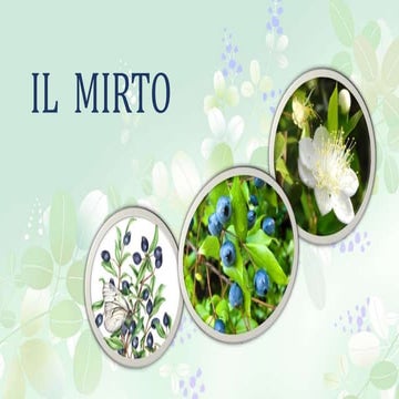 Il mirto | PPTX