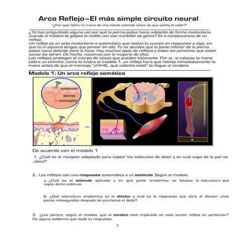 Reflejo: el más simple circuito neuronal, guía basada en la metodología ...