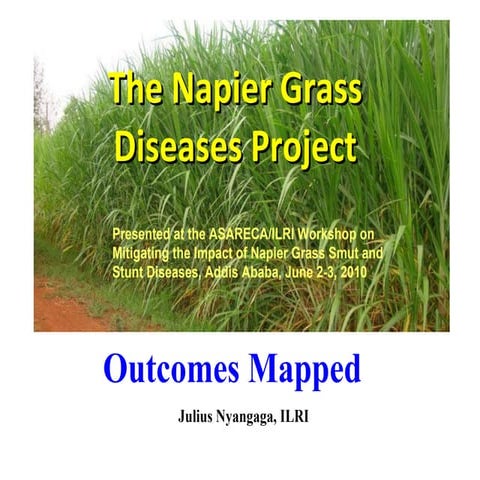 The Napier Grass Diseases Project: Outcomes mapped | PPT
