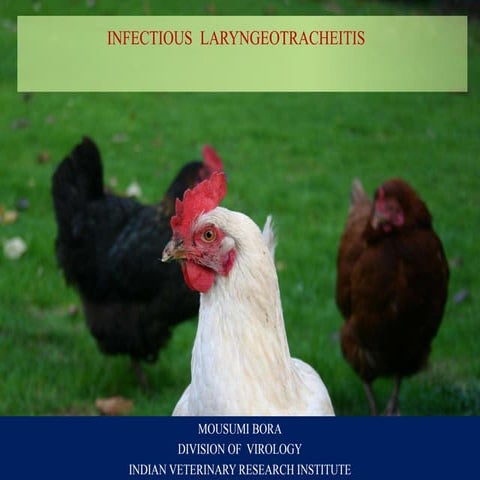 Infectious laryngeotracheitis | PPTX