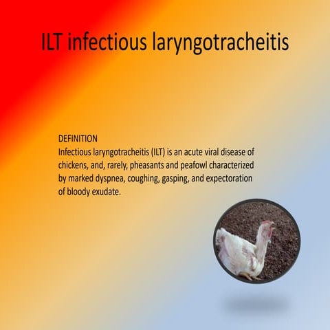 ILT infectious laryngiotrachitis.pdf