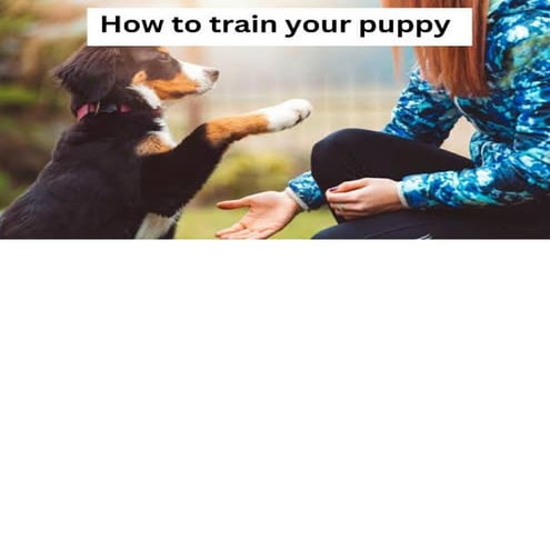 How To Train Your Puppy | PDF