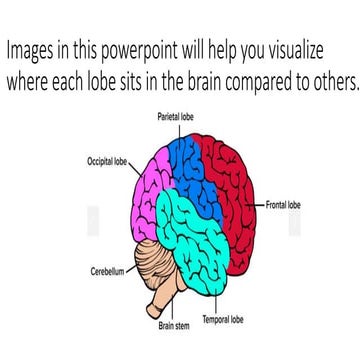 Images of brain | PPTX