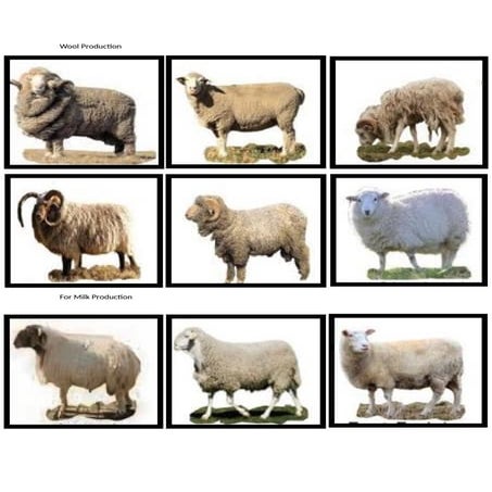 IMAGES OF DIFFERENT BREEDS OF SHEEP.docx