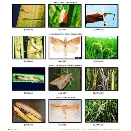 IMAGES OF PEST OF RICE.pdf