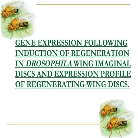 Imaginal discs1 | PPT