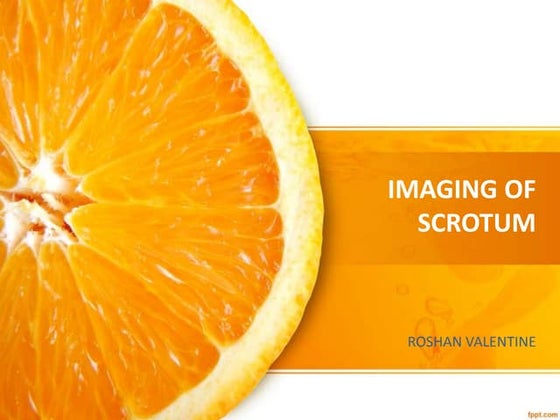 Anatomy of the scrotum | PPTX | Infertility | Reproductive Health