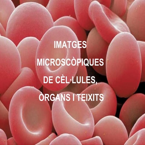Imatges cèl·lules | PPT