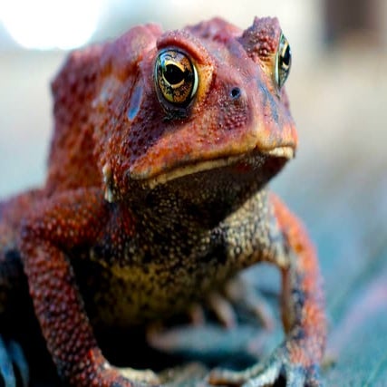 Red Toad