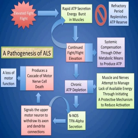 ALS: Regulation model of amyotrophic lateral sclerosis | PDF