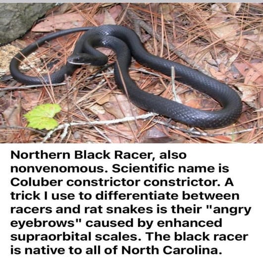 Northern Black Racer Snake | PDF