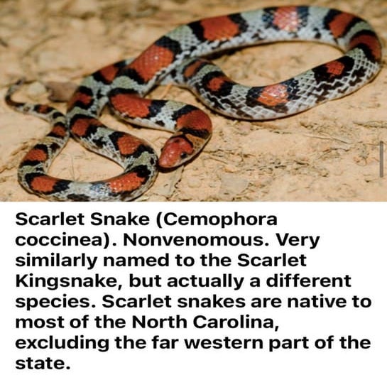Scarlet Snake | PDF | Reptiles | Pets